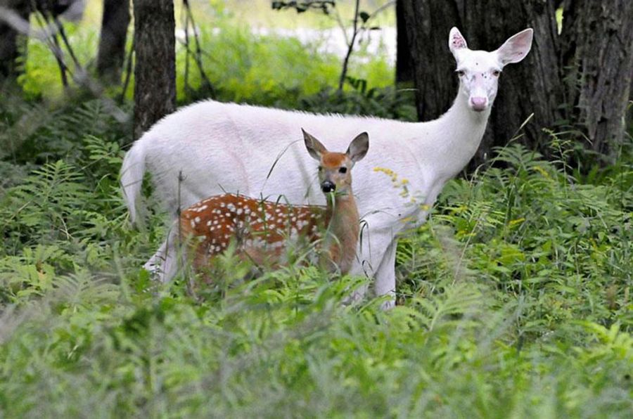 ≫ Los 20 ASOMBROSOS ANIMALES ALBINOS ¡Hermosas creaciones!