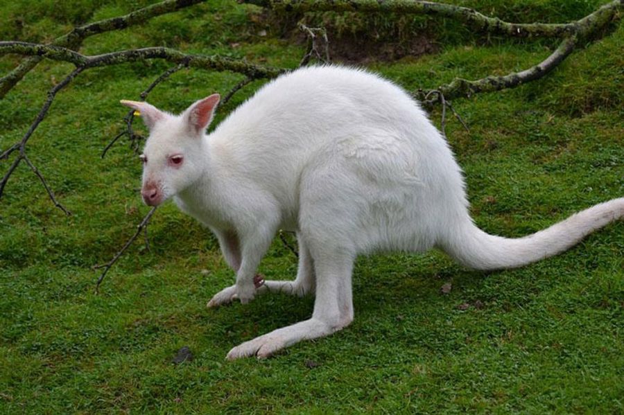 ≫ Los 20 ASOMBROSOS ANIMALES ALBINOS ¡Hermosas creaciones!