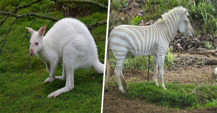 ≫ Los 20 ASOMBROSOS ANIMALES ALBINOS ¡Hermosas creaciones!