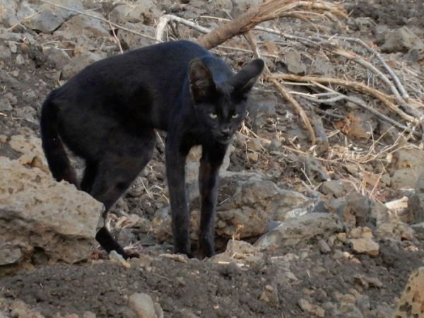 10+ majestuosos animales que presentan melanismo