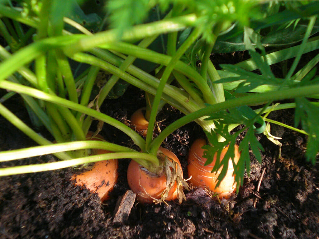 8 vegetales que puedes cultivar tú mismo en tu propio hogar