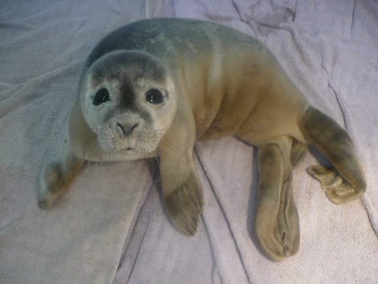 30 vacas salvaron la vida de una bebé foca ¡Te emocionará la historia!