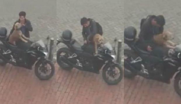 Se hace viral un vídeo donde un joven prepara a su perro para un viaje ...