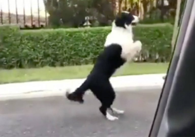 Un perro conquista las redes sociales al hacer el reto viral de “Kiki ...