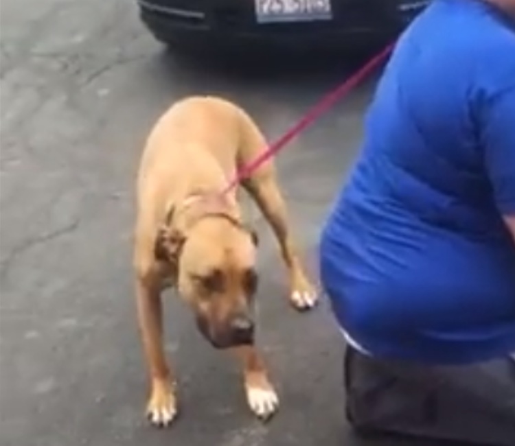 Reacción de un perro robado cuando se reencuentra con su familia
