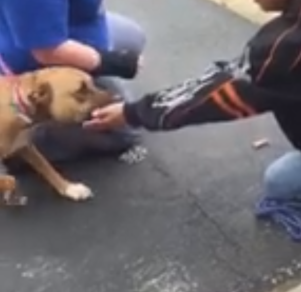 Reacción de un perro robado cuando se reencuentra con su familia