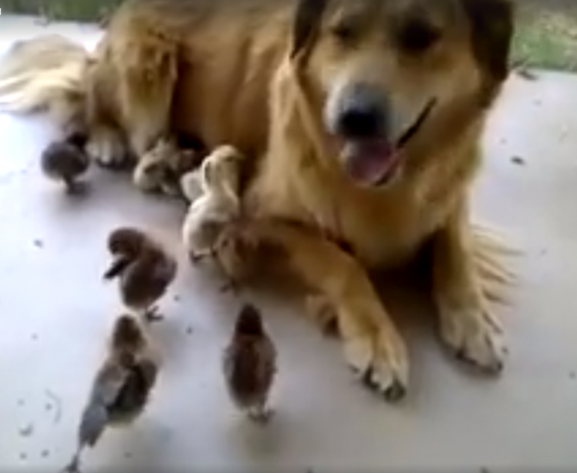 Golden Retriever se convierte en el mejor papá del mundo al adoptar a ...