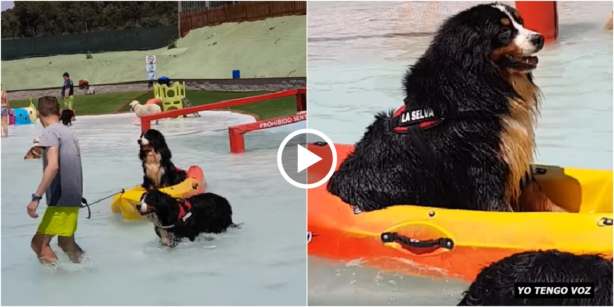 Te presentamos un parque acuático que ha sido diseñado para nuestros perros