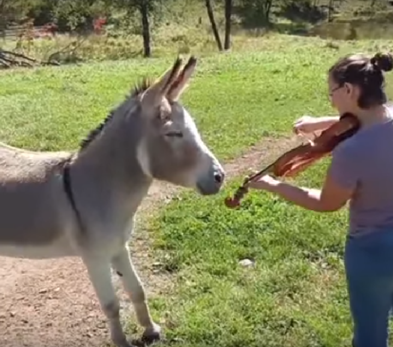 A este burro le encanta escuchar música tocada con el violín