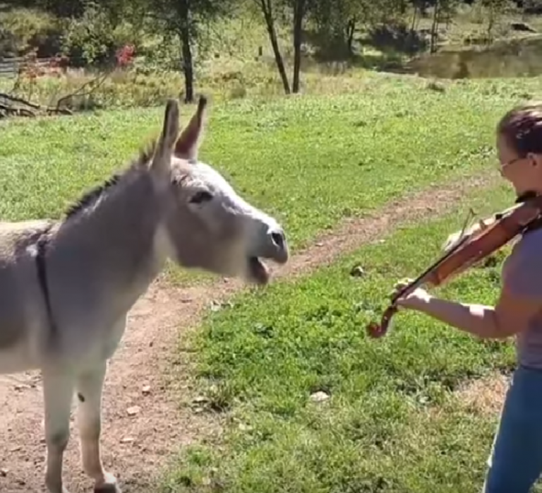 A este burro le encanta escuchar música tocada con el violín