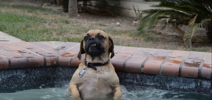 Este perrito disfruta como nunca del jacuzzi de sus humanos
