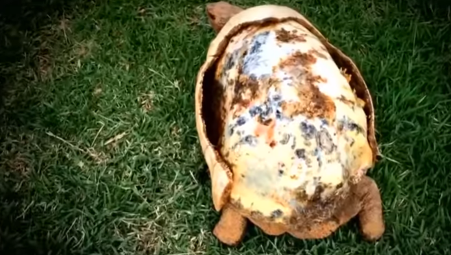 Crean un primer caparazón impreso en 3D para una tortuga gravemente herida