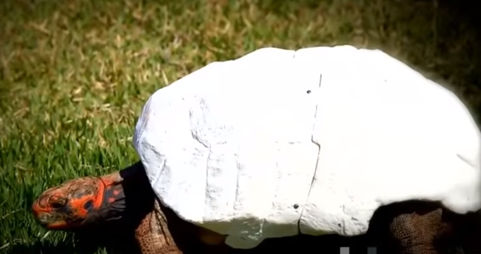 Crean un primer caparazón impreso en 3D para una tortuga gravemente herida