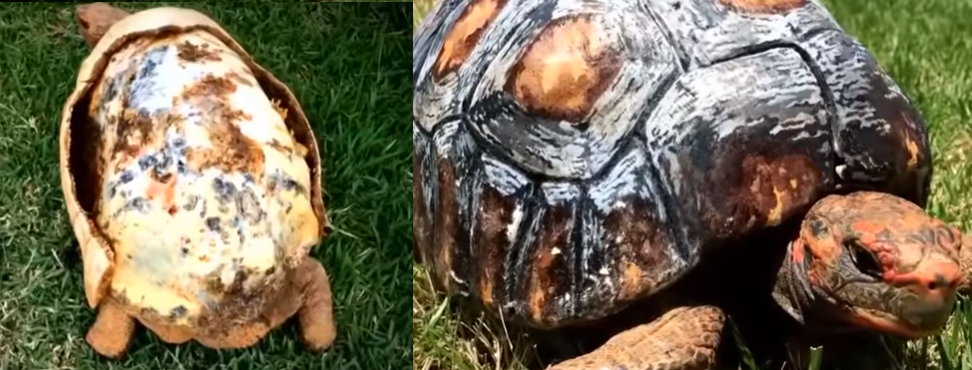 Crean un primer caparazón impreso en 3D para una tortuga gravemente herida