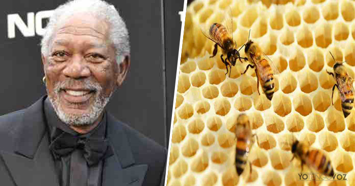 Morgan Freeman ha convertido su rancho en un santuario para abejas