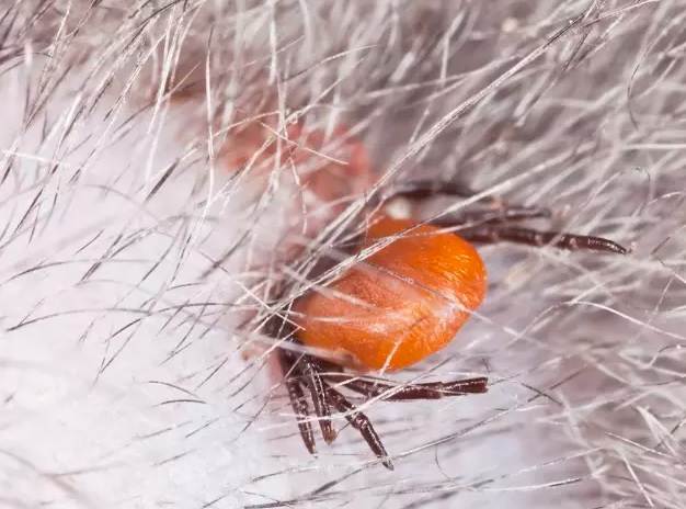 5 Cosas que no sabes sobre las temibles garrapatas