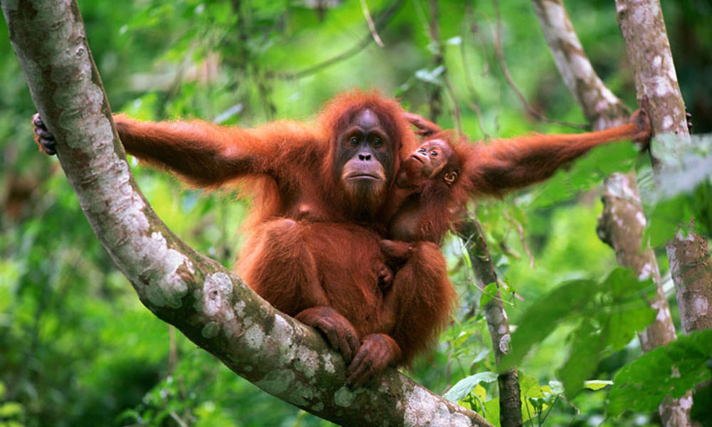 ¿Por qué el ACEITE DE PALMA deja sin HOGAR a los orangutanes?