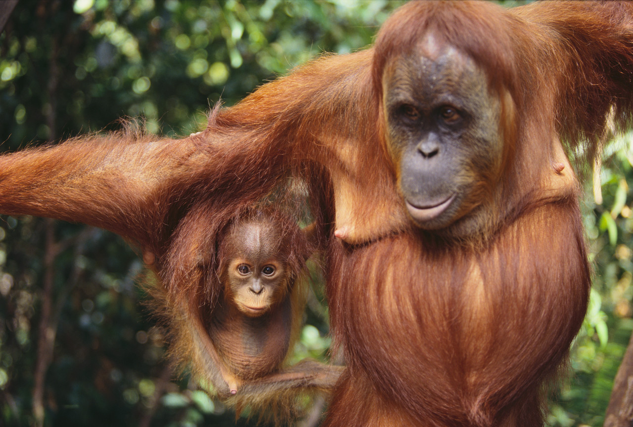 ¿Por qué el ACEITE DE PALMA deja sin HOGAR a los orangutanes?