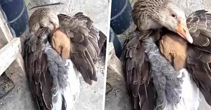 Pato no dudo en darle refugio con sus alas a un perro callejero ante el ...
