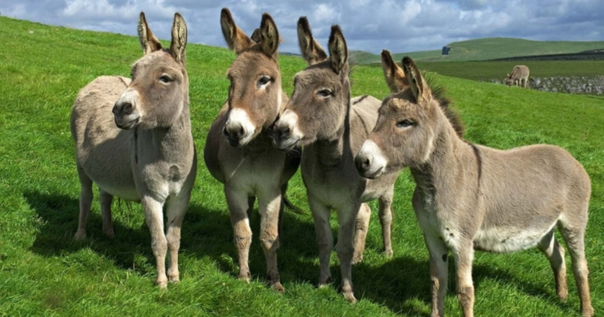 Burrolandia, la única reserva de burros en America y México