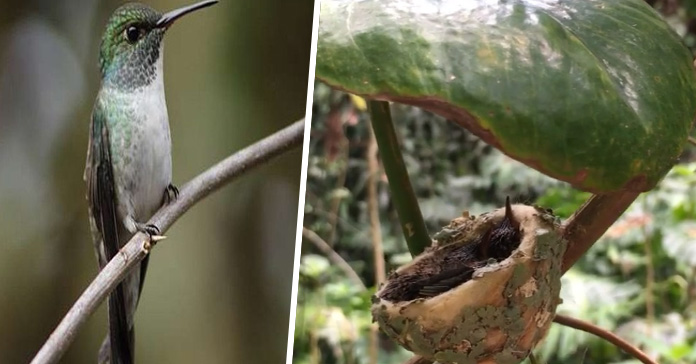 Colibrí embarazada CONSTRUYE un hermoso NIDO sus futuras crías