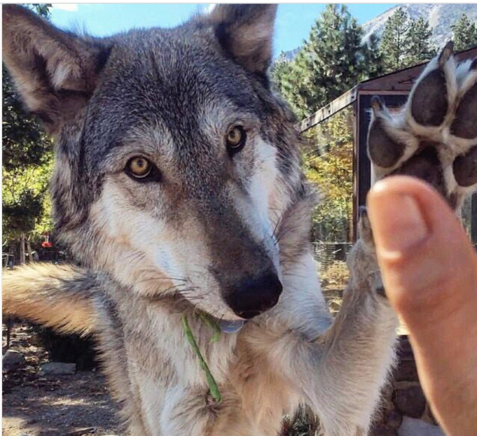 18 impresionantes perros lobo que harán que nos den ganas de tener uno