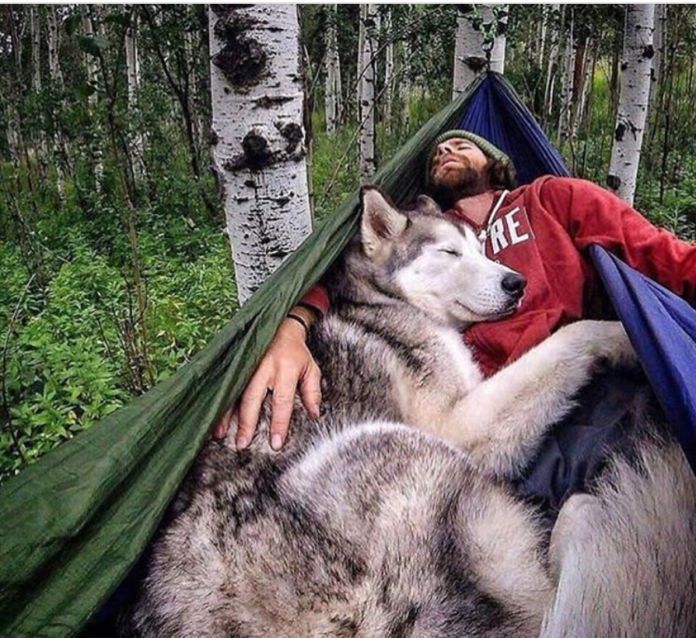 Perros lobo maravillosos. Observa a 18 que querras abrazar- YoTengoVoz