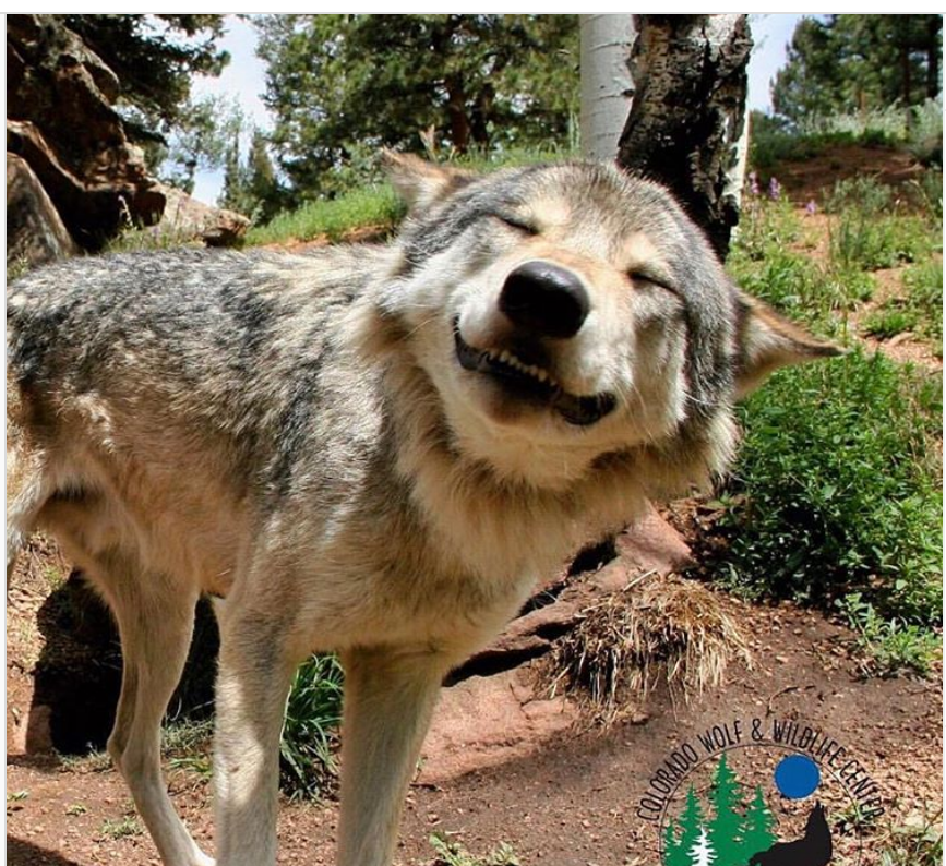 Perros lobo maravillosos. Observa a 18 que querras abrazar- YoTengoVoz
