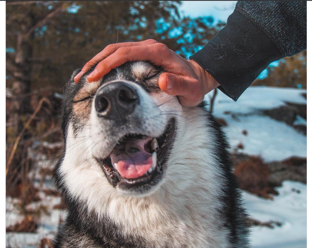 18 impresionantes perros lobo que harán que nos den ganas de tener uno