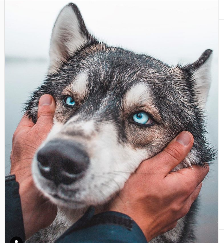 Perros lobo maravillosos. Observa a 18 que querras abrazar- YoTengoVoz