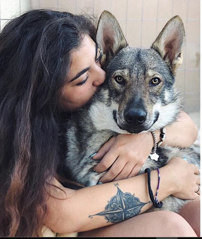 18 impresionantes perros lobo que harán que nos den ganas de tener uno