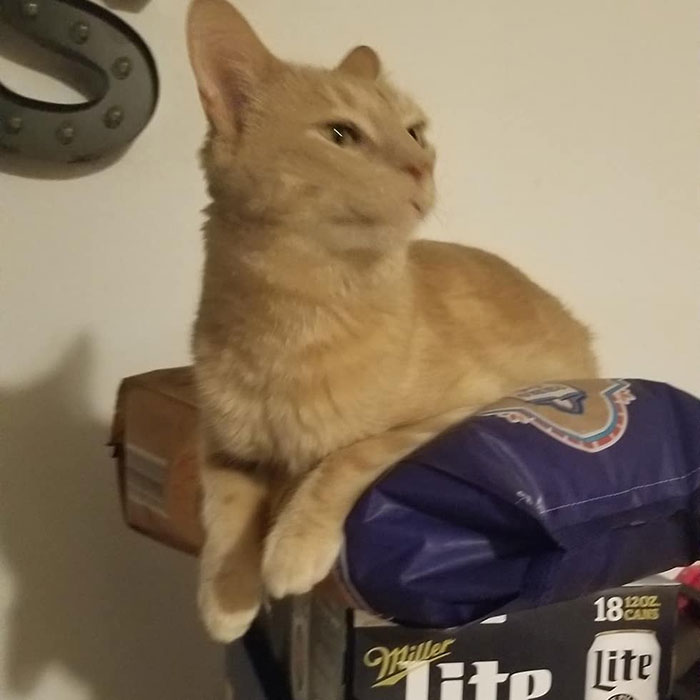 El gato Oliver inventa peculiares escondites que nunca adivinarás