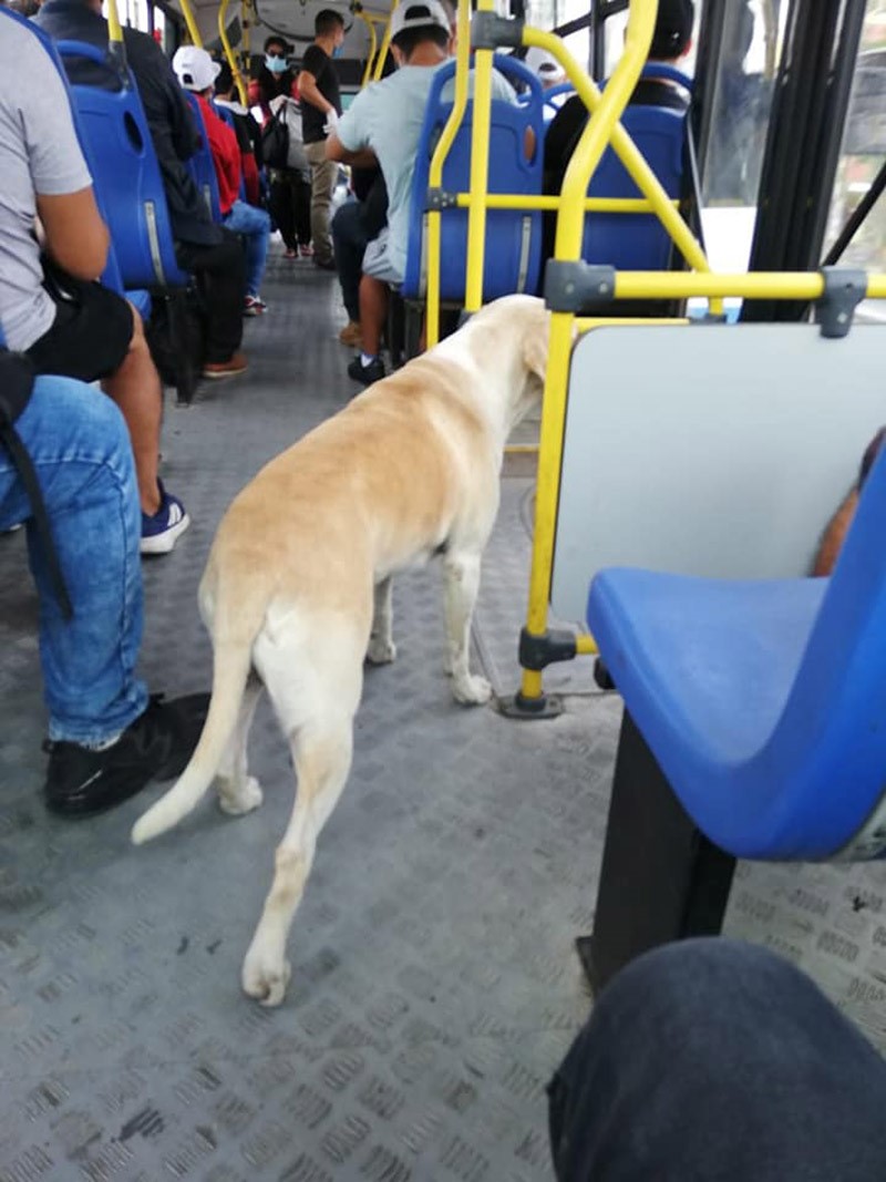 Perro extraviado en busca de sus dueños desesperado en los autobuses