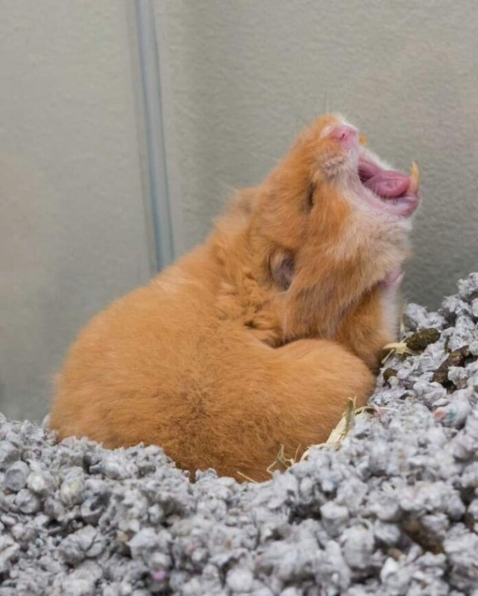 22 fotos de animales bostezando que te robarán el corazón