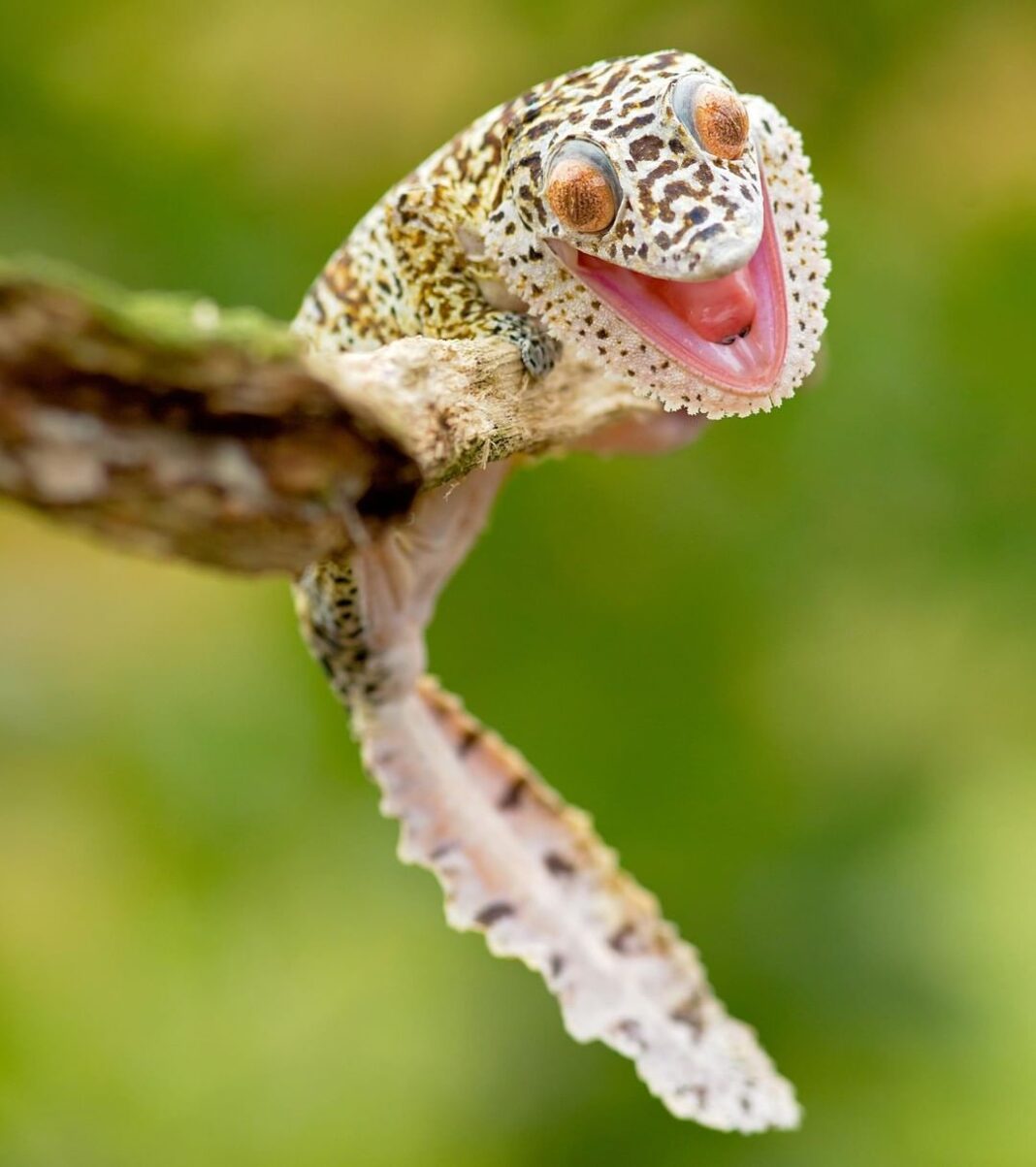 17 animales impresionantes con partes de su cuerpo exageradamente ...