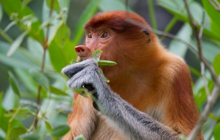17 animales impresionantes con partes de su cuerpo exageradamente ...