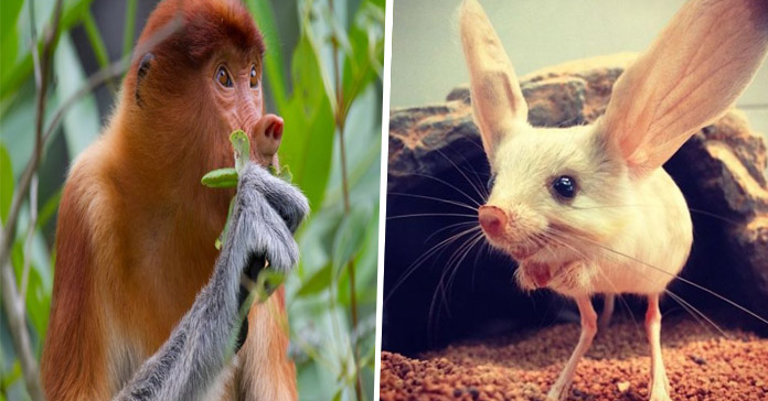17 animales impresionantes con partes de su cuerpo exageradamente ...