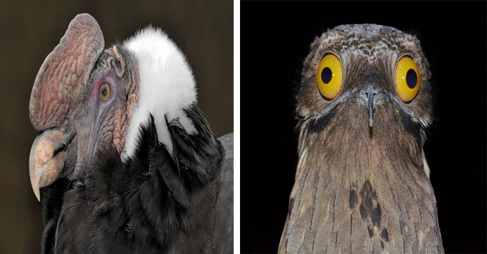 10+ aves de aspecto terrorífico que te espantarán por su rareza