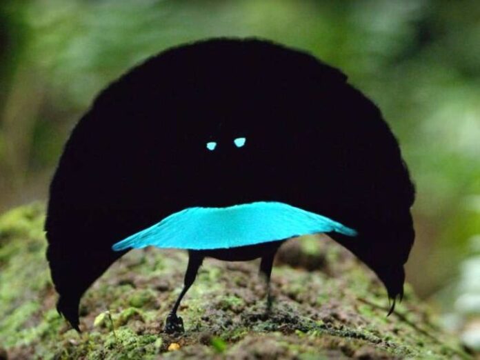 10+ aves de aspecto terrorífico que te espantarán por su rareza