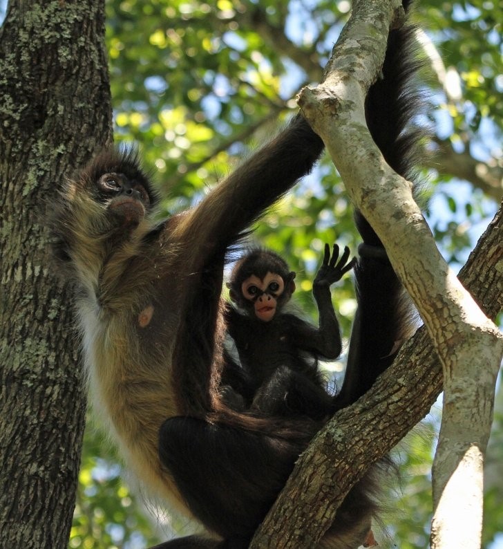 16 especies de primates que tienes que ver antes de que se extingan