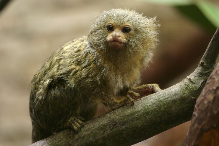 16 especies de primates que tienes que ver antes de que se extingan