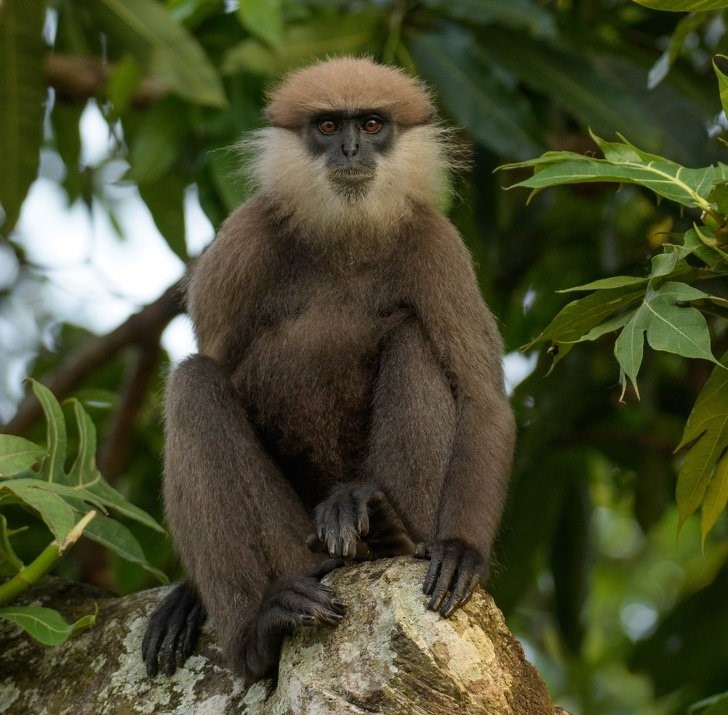 16 especies de primates que tienes que ver antes de que se extingan