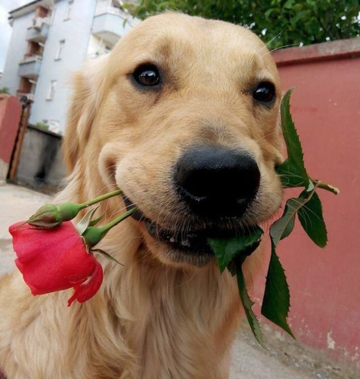 Animales graciosos que animan tu día en tan solo 20 fotografías