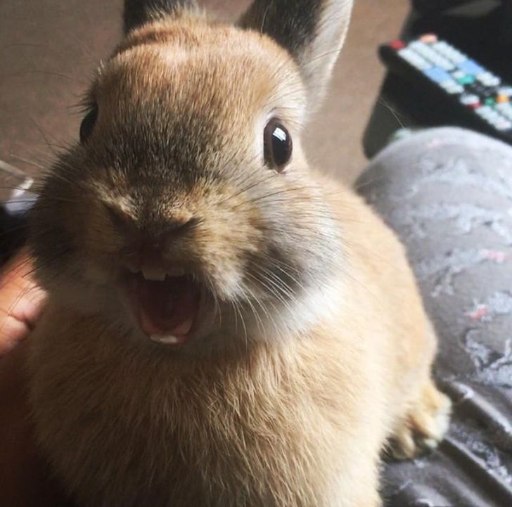 Animales graciosos que animan tu día en tan solo 20 fotografías