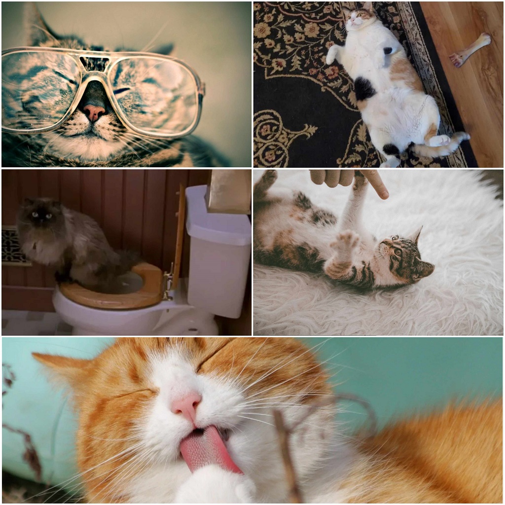 Las 10 preguntas sobre gatos que debes conocer si tienes uno en casa