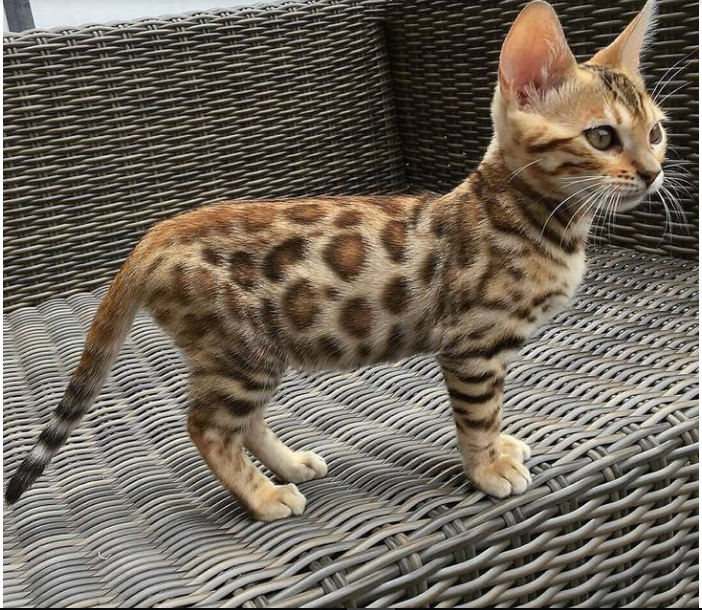 21 animales coloridos que su pelaje te encantará totalmente