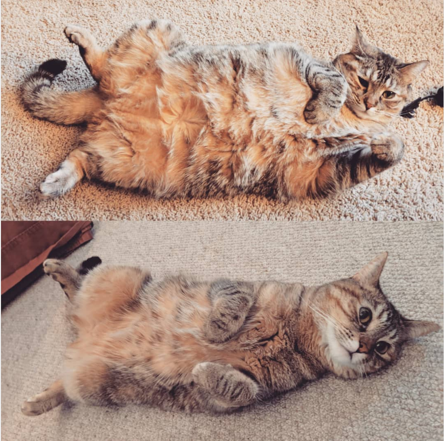 Las 18 mascotas obesas que lograron ponerse en forma, perdiendo unos ...