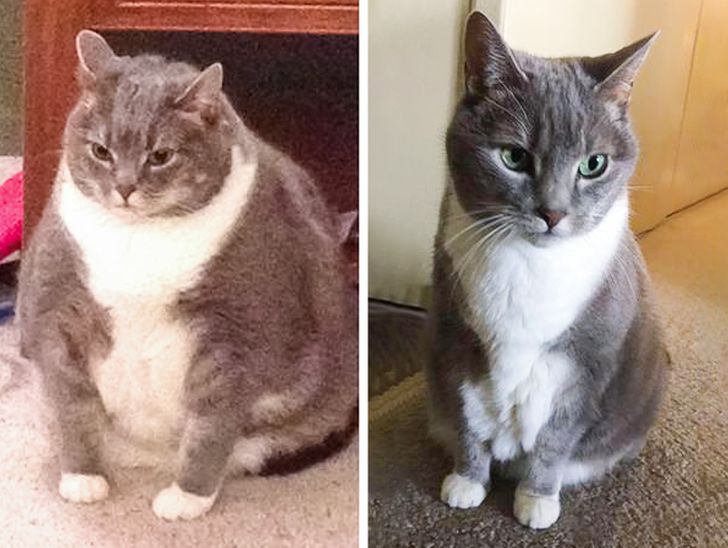 Las 18 mascotas obesas que lograron ponerse en forma, perdiendo unos ...