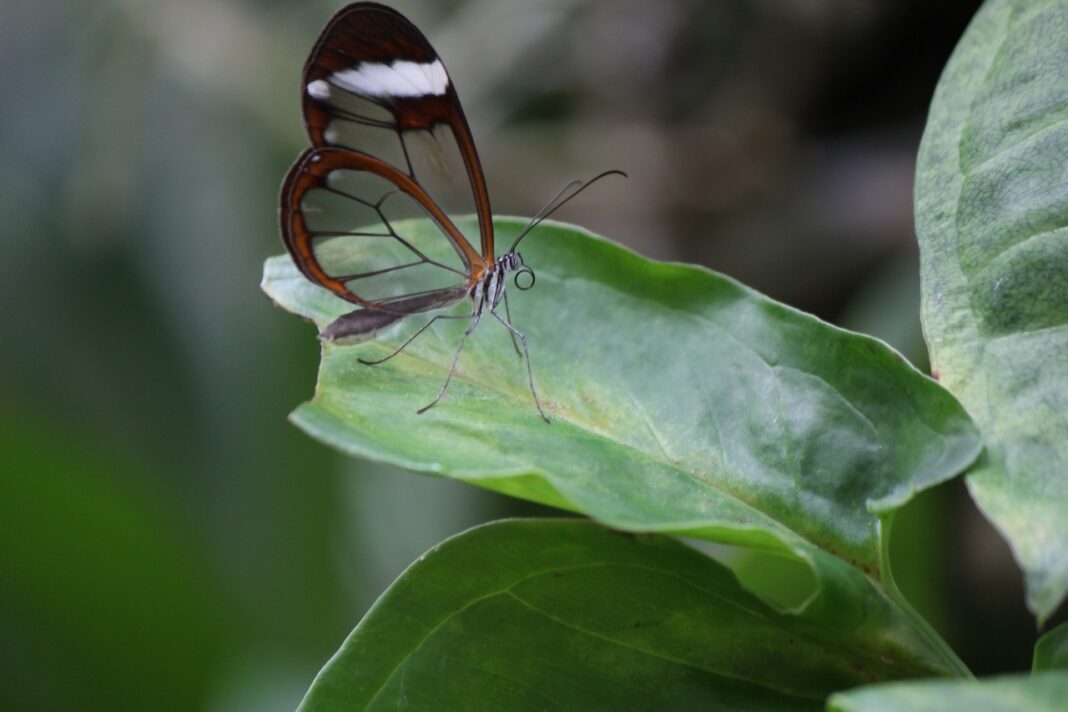 Impresionante mariposa de alas transparentes, parecen de cristal