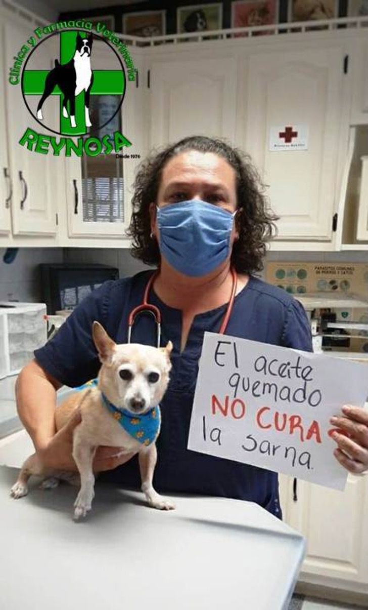 Veterinarios nos enseñan el secreto de cuidar la salud de nuestras mascotas